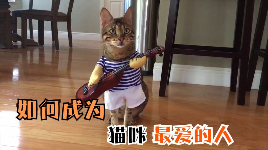 如何成为猫咪最爱的人,猫咪爱你的表现,猫爱主人有什么表现