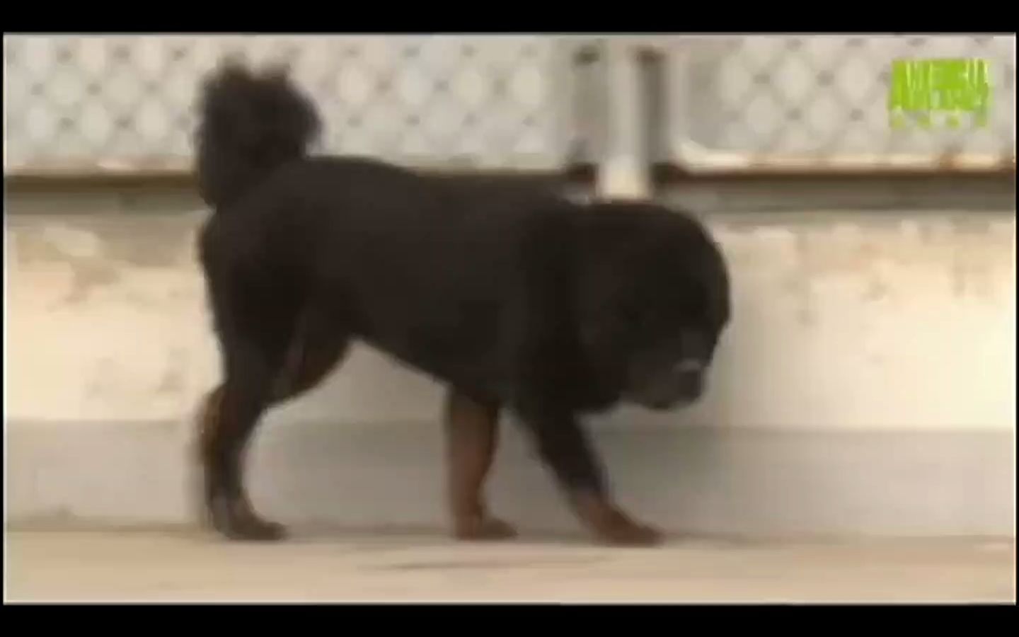 科普:一条视频带你认识藏獒