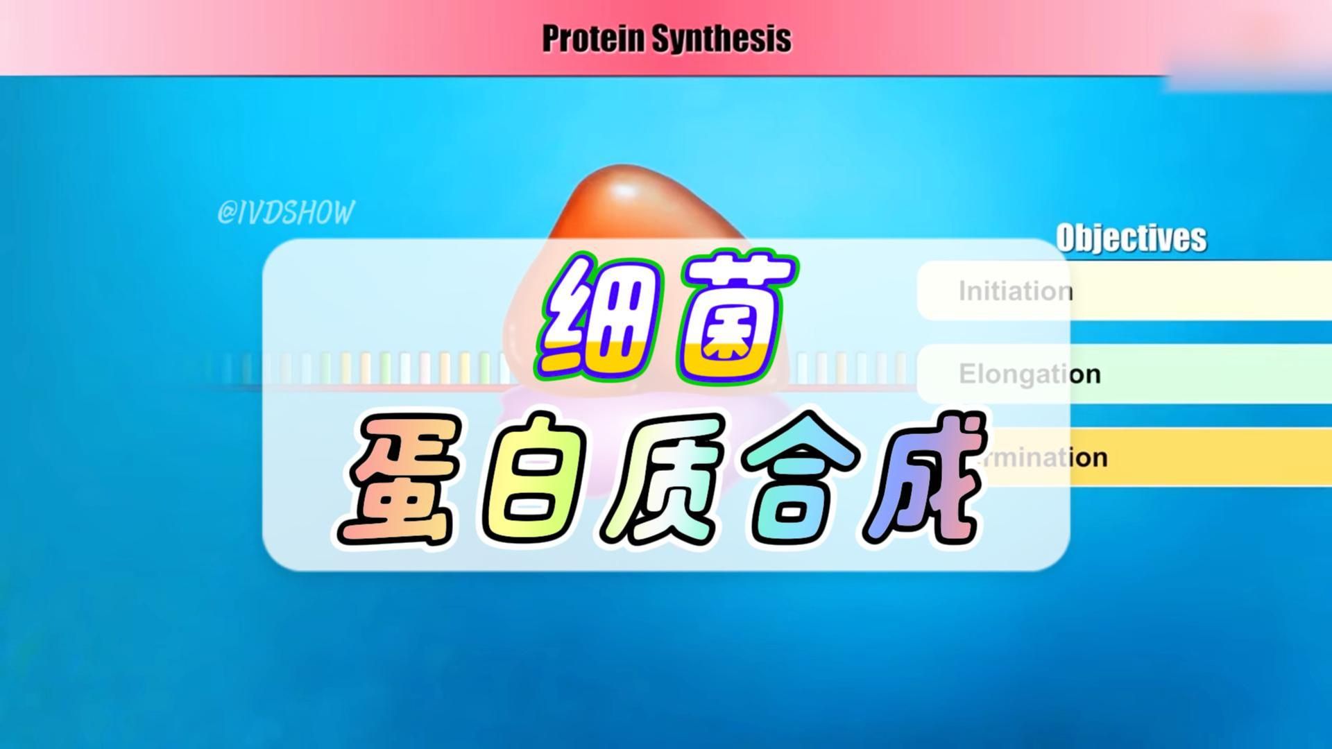 细菌蛋白质合成主要分为哪几个阶段呢?