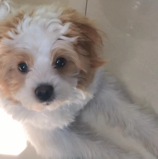狐狸鸭吖 