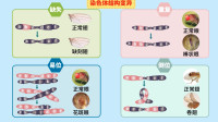 生物大师 高中必考: 染色体变异——慢粒白血病