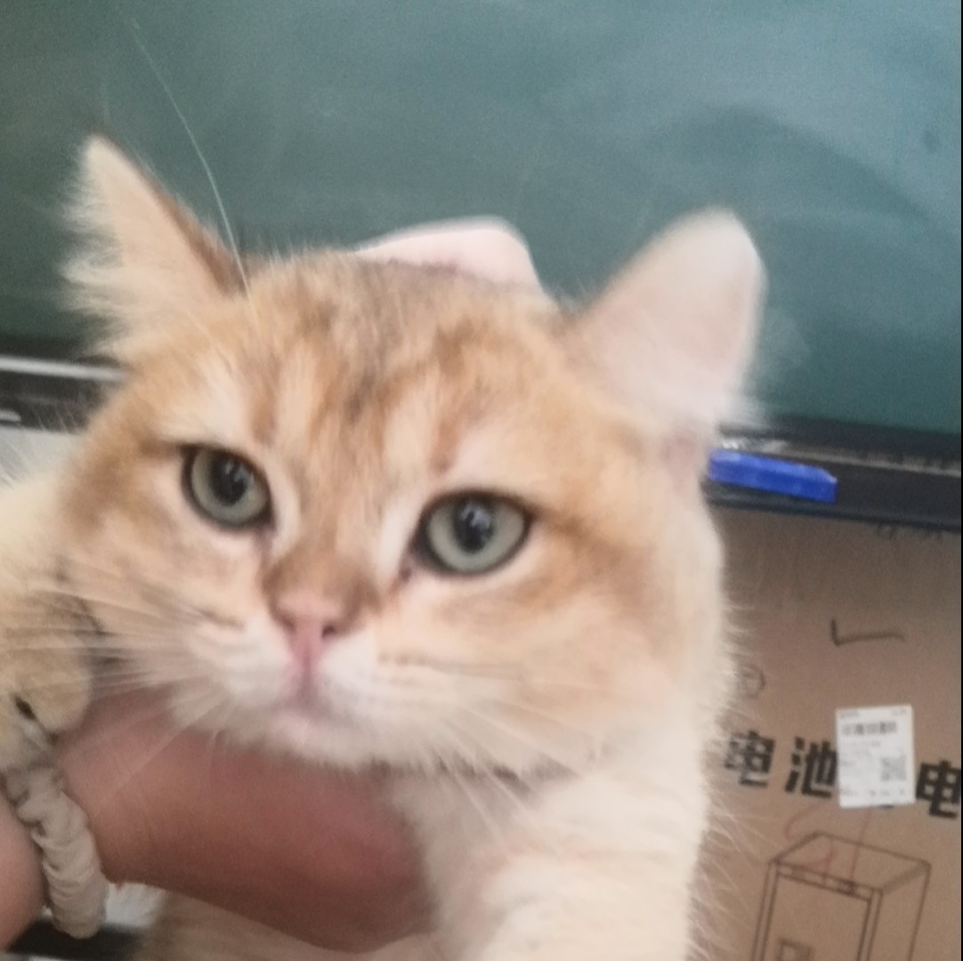 西木康 