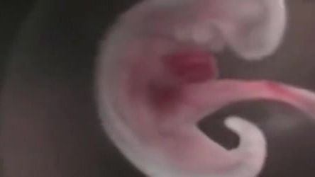 210秒看完一个生命的完整诞生过程,太神奇了!