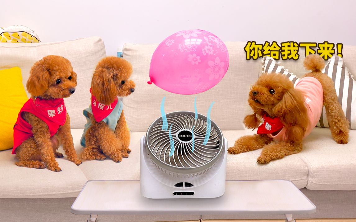 铲屎官不在家,熊孩子用风扇吹气球逗狗狗,3只泰迪瞬间懵圈:666