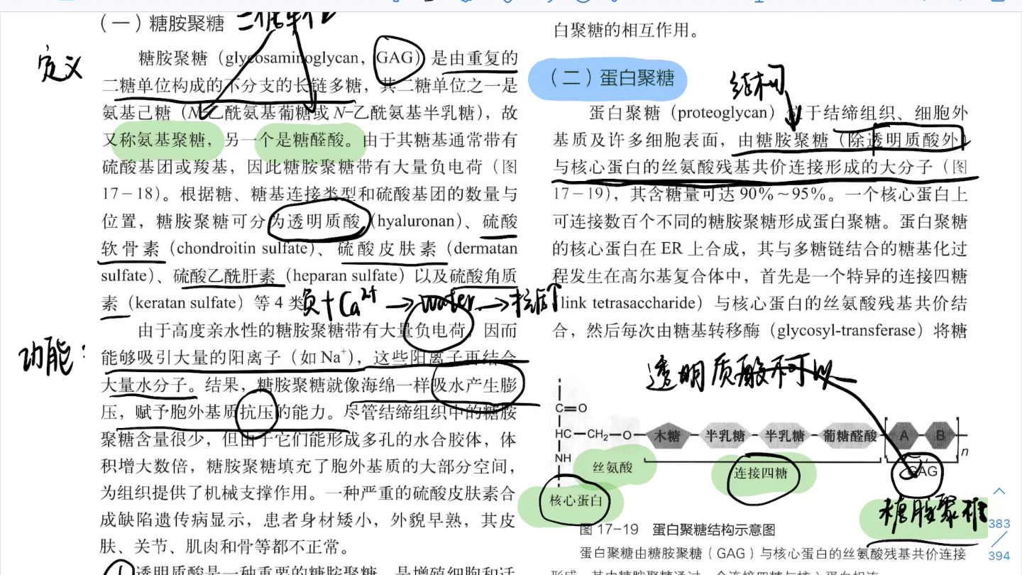 胞外基质