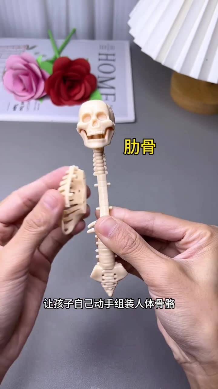 手工:满足孩子好奇心的人体模型结构