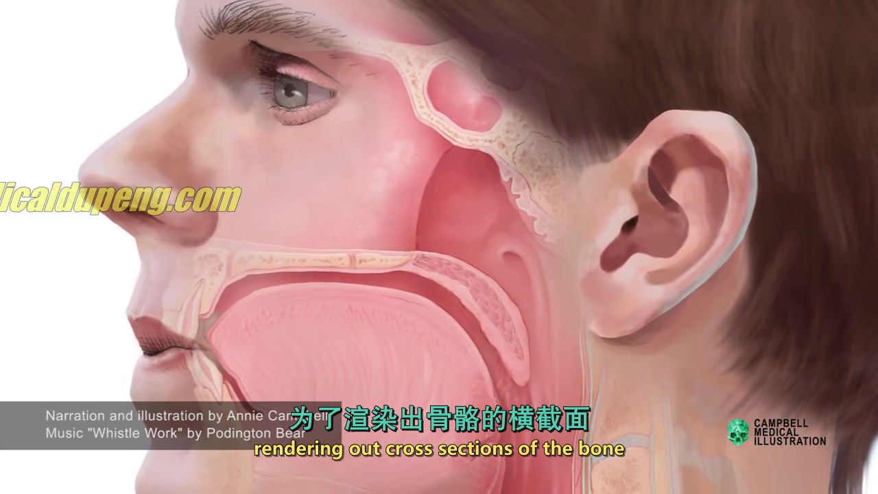 ...师 Annie Campbell 的免费医学插画视频教程 - 如何快速绘制骨骼横截面