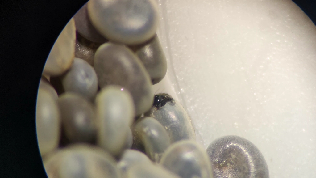 蚕宝宝孵化过程10倍速