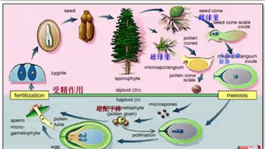 普通生物学:第37讲,裸子、被子植物(一)