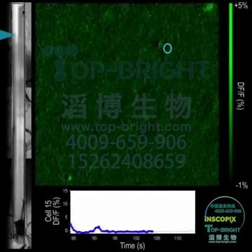 滔博生物中国代理_Inscopix应用视频_海马线性跟踪