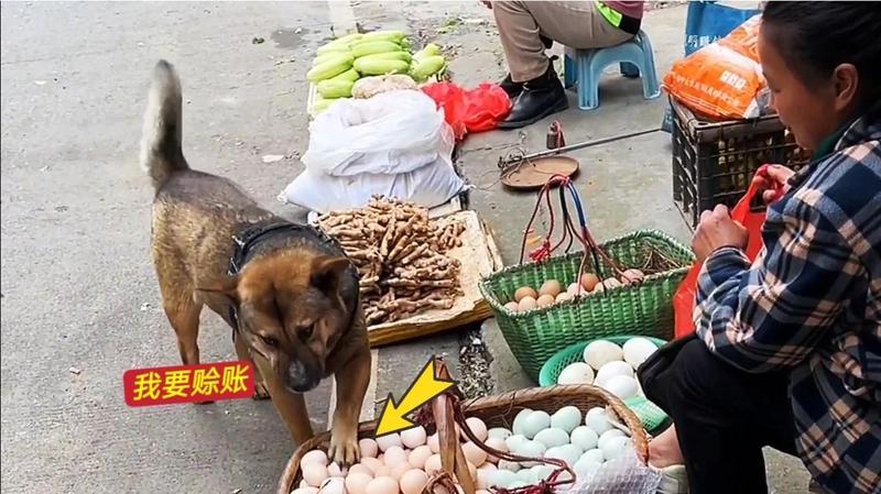 聪明的狗狗,不但会干家务,而且还能帮主人买菜