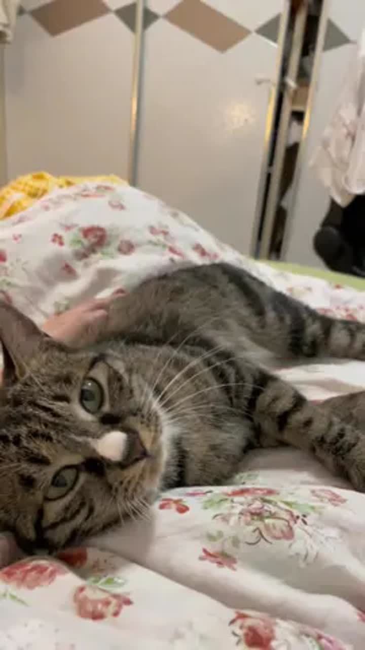 如此会撒娇的小猫,谁不想要呢?好爱我的猫