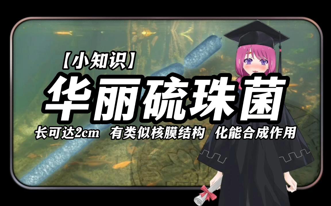 【小知识】华丽硫珠菌:长可达2cm 有类似核膜结构 化能合成作用~