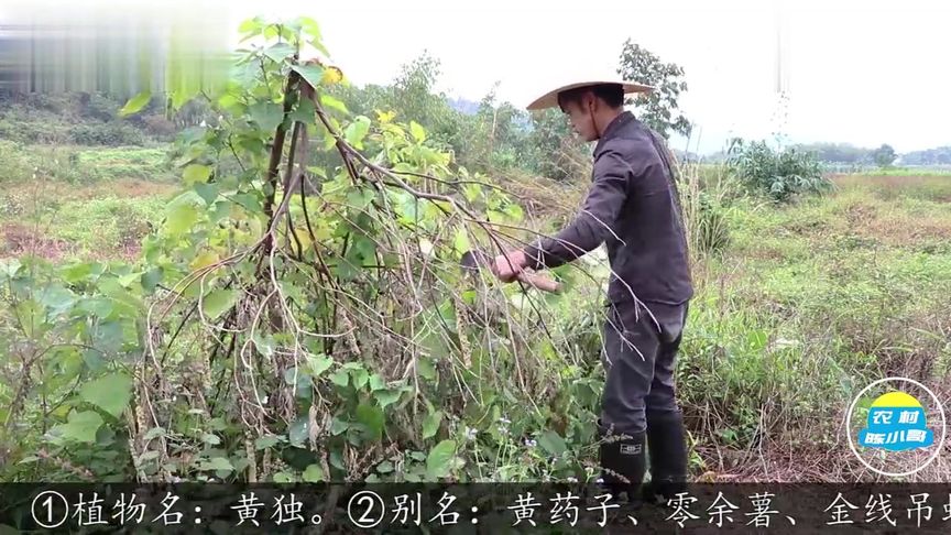 农村陈小哥:草药植物《黄独》,在你家乡见过吗?有人叫它黄狗头
