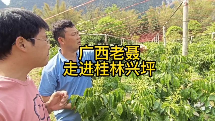 黄皮种植实际行动大于空想,这样去管理,每一年产量都会高产的