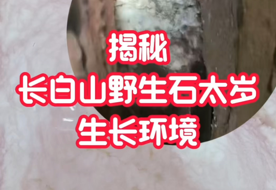 揭秘长白山野生石太岁生长环境