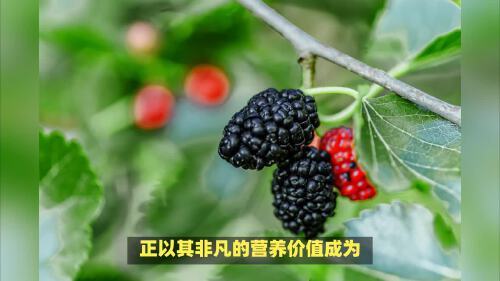 桑果:蕴藏健康奇迹的天然瑰宝