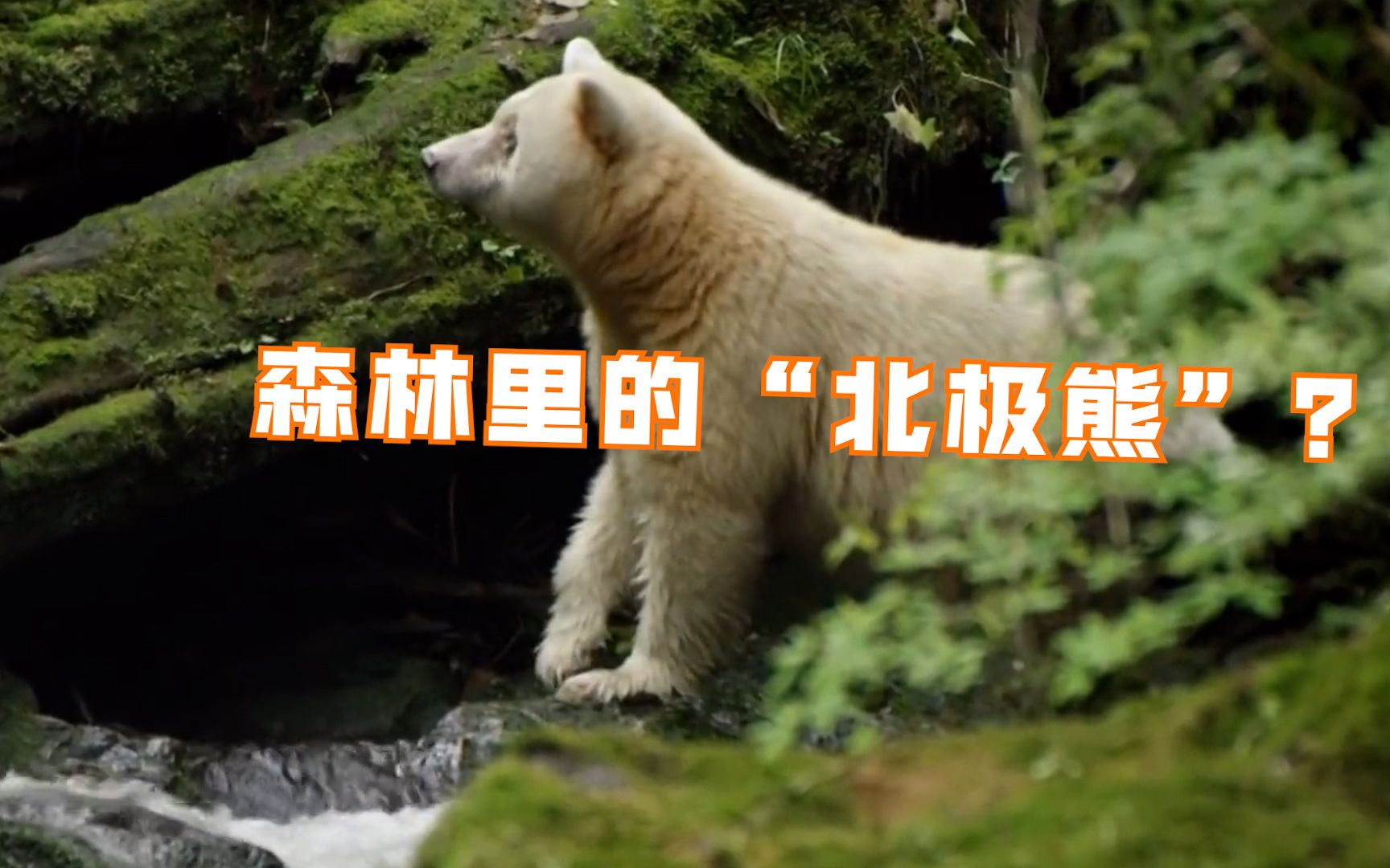 倒霉熊本熊!棕熊得了白化病,被同一组织认成北极熊多次送往北极