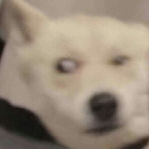 走花路的幸运星 