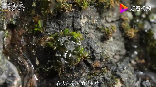 最具研究价值的蜗牛被发现,能进行光合作用,疑似违反了科学规律