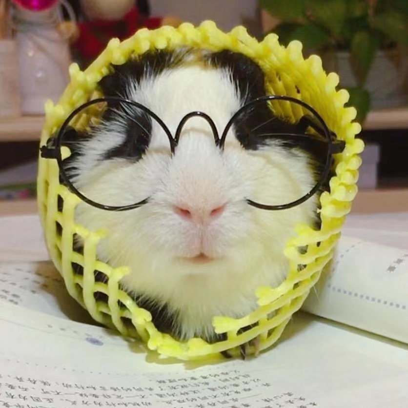 可爱的小猪猪