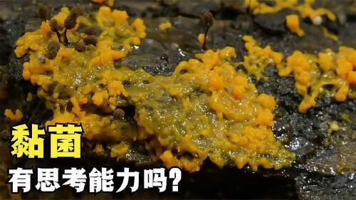 黏菌无脑却能思考!揭秘自然界最神奇的"活体计算机"