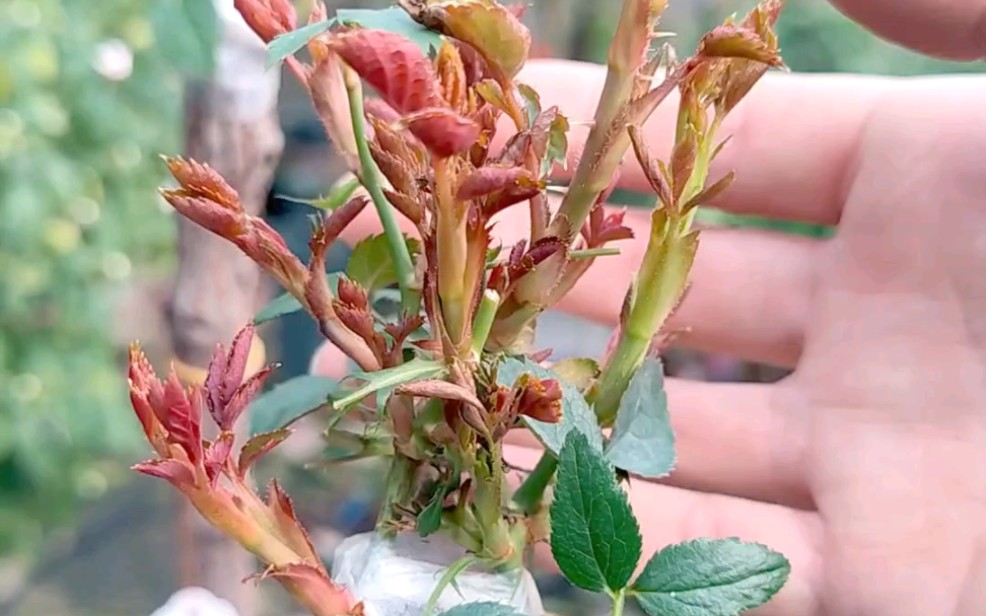 用木刻刀嫁接月季花,新手也能在冬天嫁接
