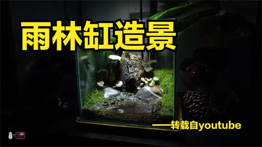 【youtube搬运】雨林缸造景过程分享|治愈|舒缓