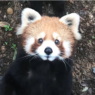 爱吃小土豆炖牛腩 