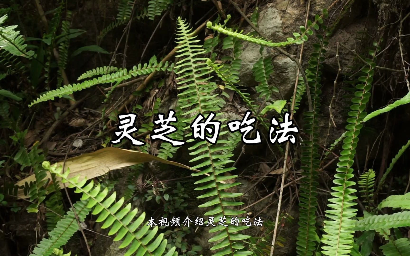 意康德分享:灵芝的吃法?