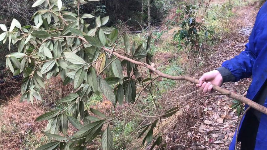 农村的这种野枇杷竟然还有这用处,又涨知识了!