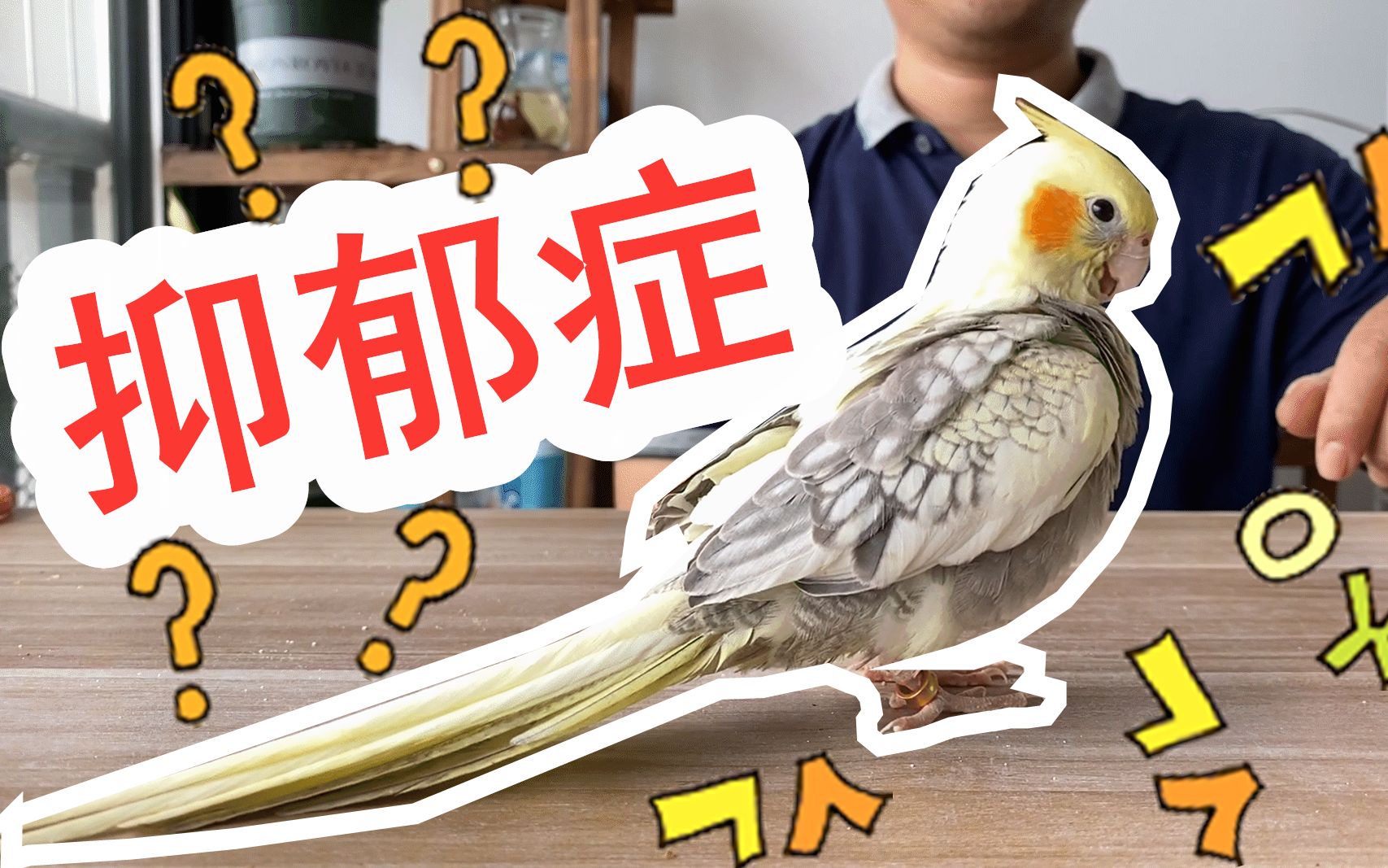 鹦鹉患抑郁症的4个前兆,每个都不起眼,却是很要紧哦
