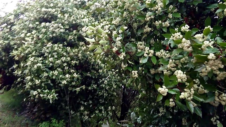 香樟树真漂亮,我已走过头了,好多两边都是香樟树没拍照!
