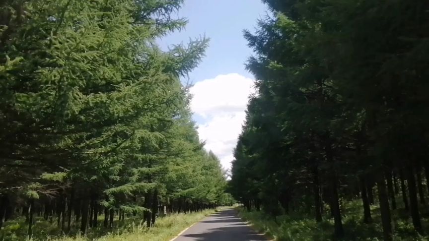 走进塞罕坝,看不样的风光,感塞罕坝精神,人工造林之伟大