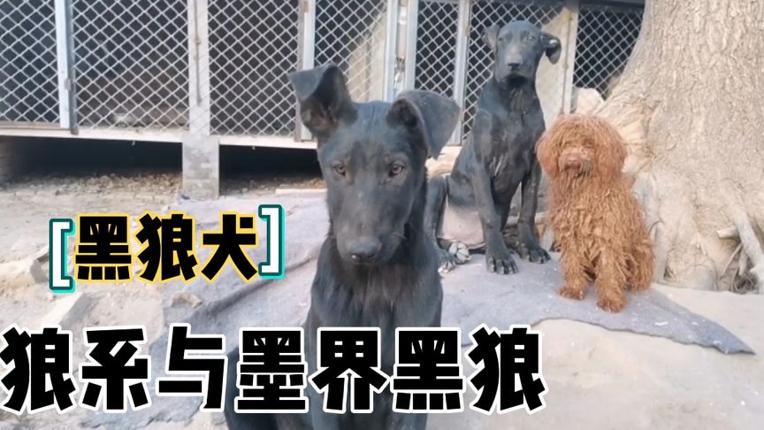 狼系与墨界黑狼，一条几百块钱一条上千块钱，来看看区别在哪？