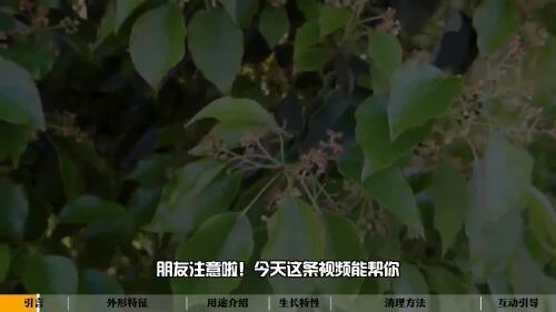 樟树果实大揭秘!一颗小果子竟藏着惊人功效