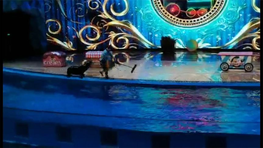 上海海昌海洋公园 著名喜剧大师海狮的精彩表演