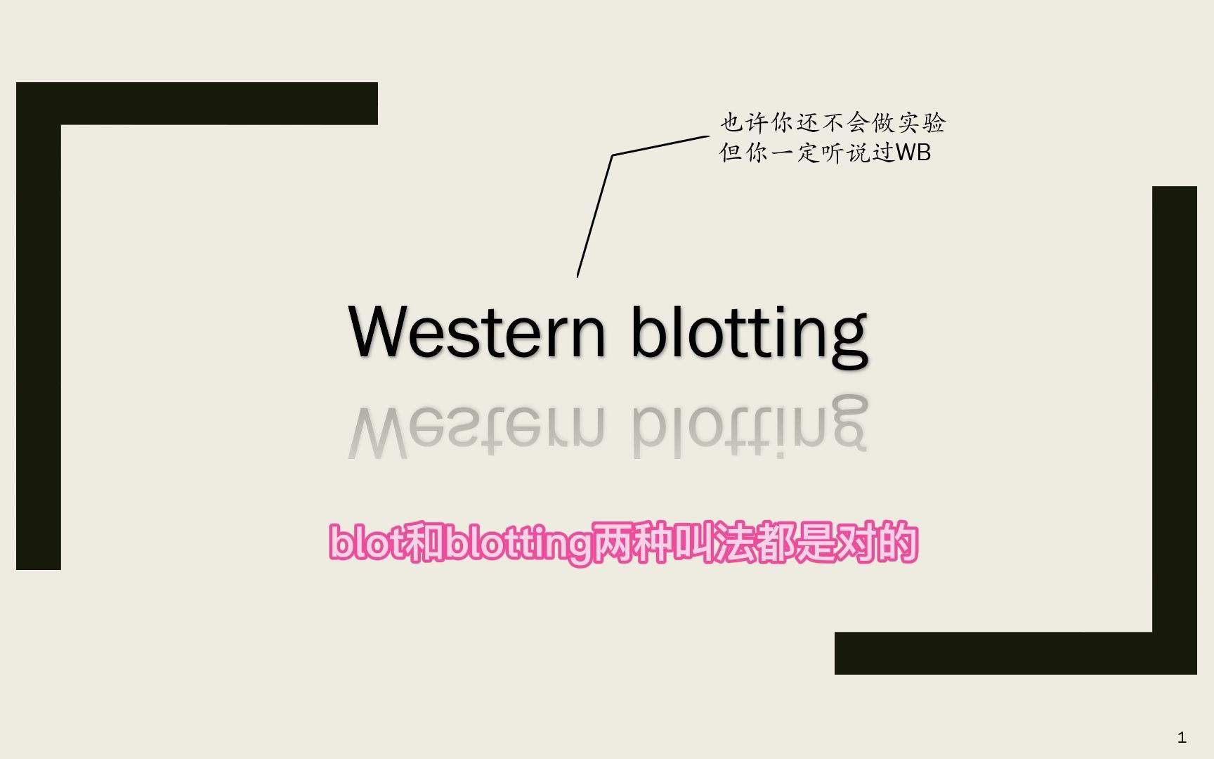 Western blot怎么做呢?WB每一步的目的是什么呢?