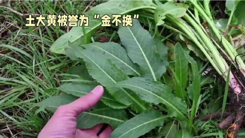 土大黄被人誉为"金不换,实用价值真让人不敢相信