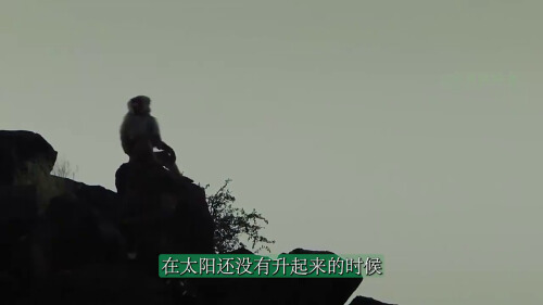 动物界的生存技巧,能从捕猎者嘴中逃跑的动物都值得佩服(中)