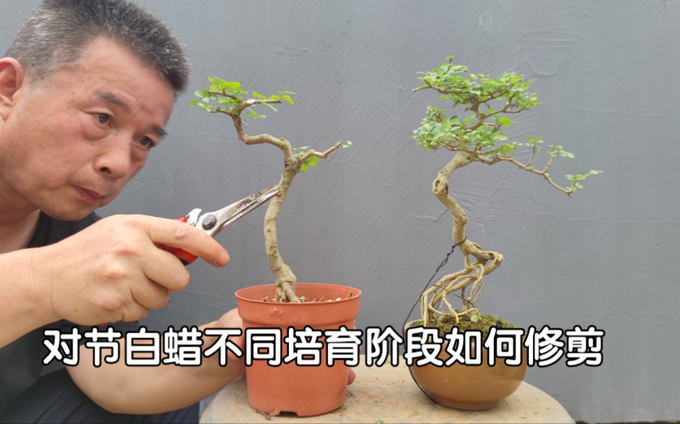 对节白蜡盆景不同培育阶段的修剪及养护方法