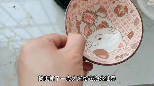 阳台种稻谷第3期:从种子到丰收,见证一粒米的生命奇迹!