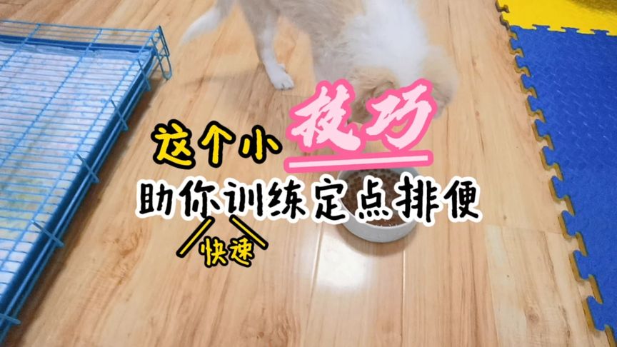 快速训练狗狗定点排便!这个技巧必不可少!事半功倍!