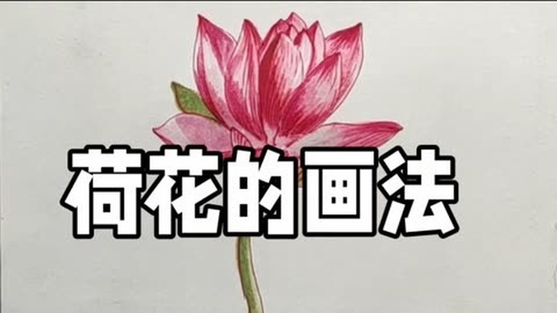 手绘淡彩荷花的画法,简单美丽的绘画步骤