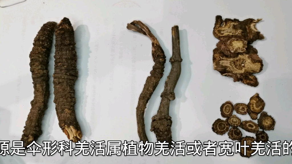 揭秘系列——羌活:蚕羌、条羌、竹节羌,哪种才是最好的?