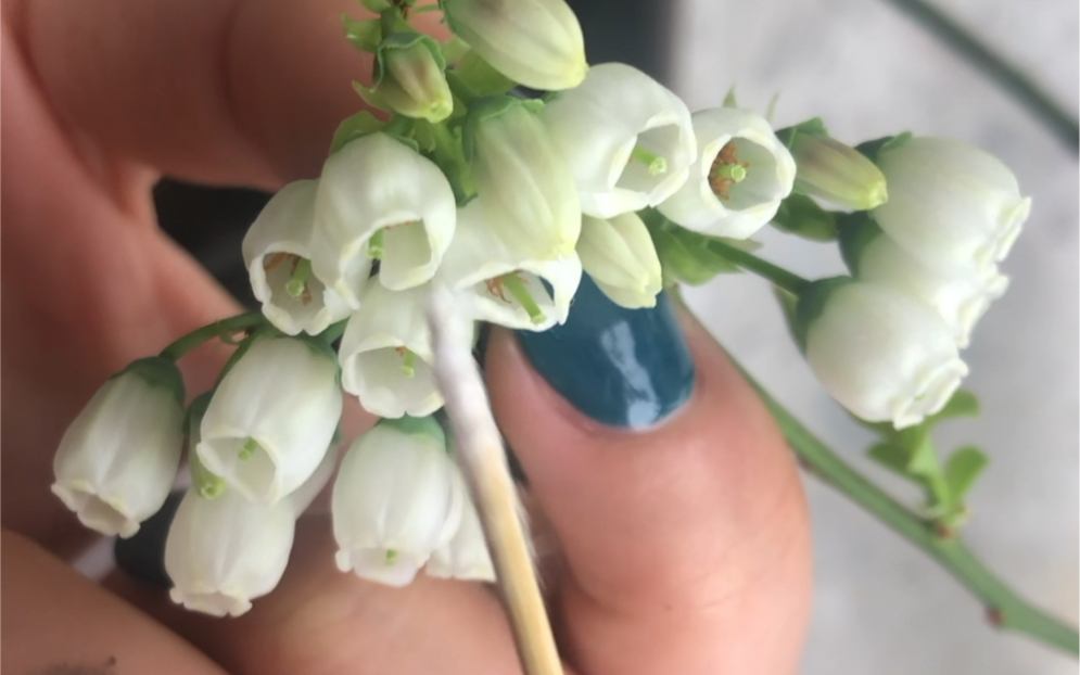 阳台养殖蓝莓人工授粉经验分享