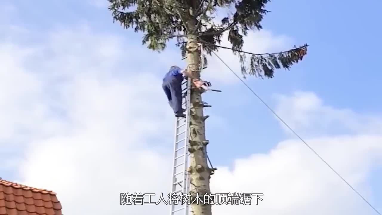 伐木工人的极限操作,砍伐高度超过10米的树木,实拍作业全过程