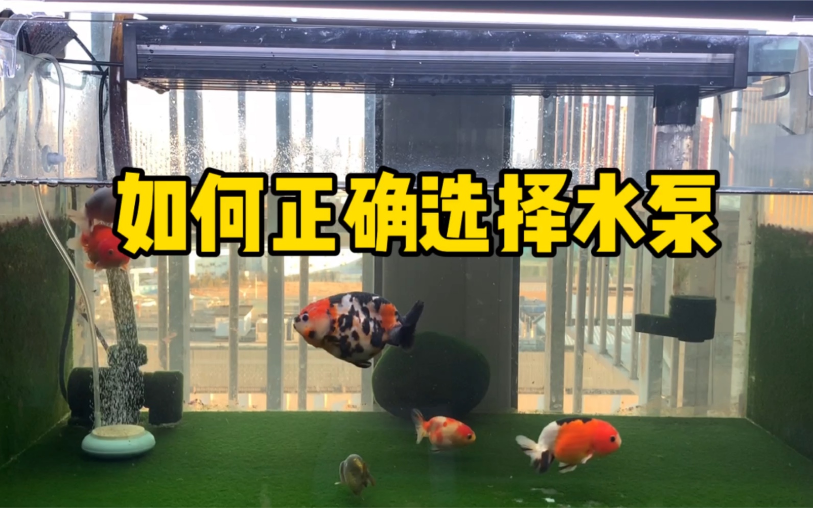 分享如何正确选择水泵,如何计算水体大小,绿水、黄水的产生原因