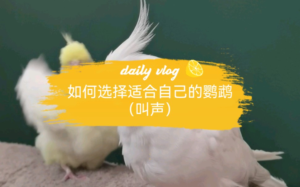 ...的鹦鹉之叫声,来比较看看玄凤鹦鹉,牡丹鹦鹉和虎皮鹦鹉的叫声区别