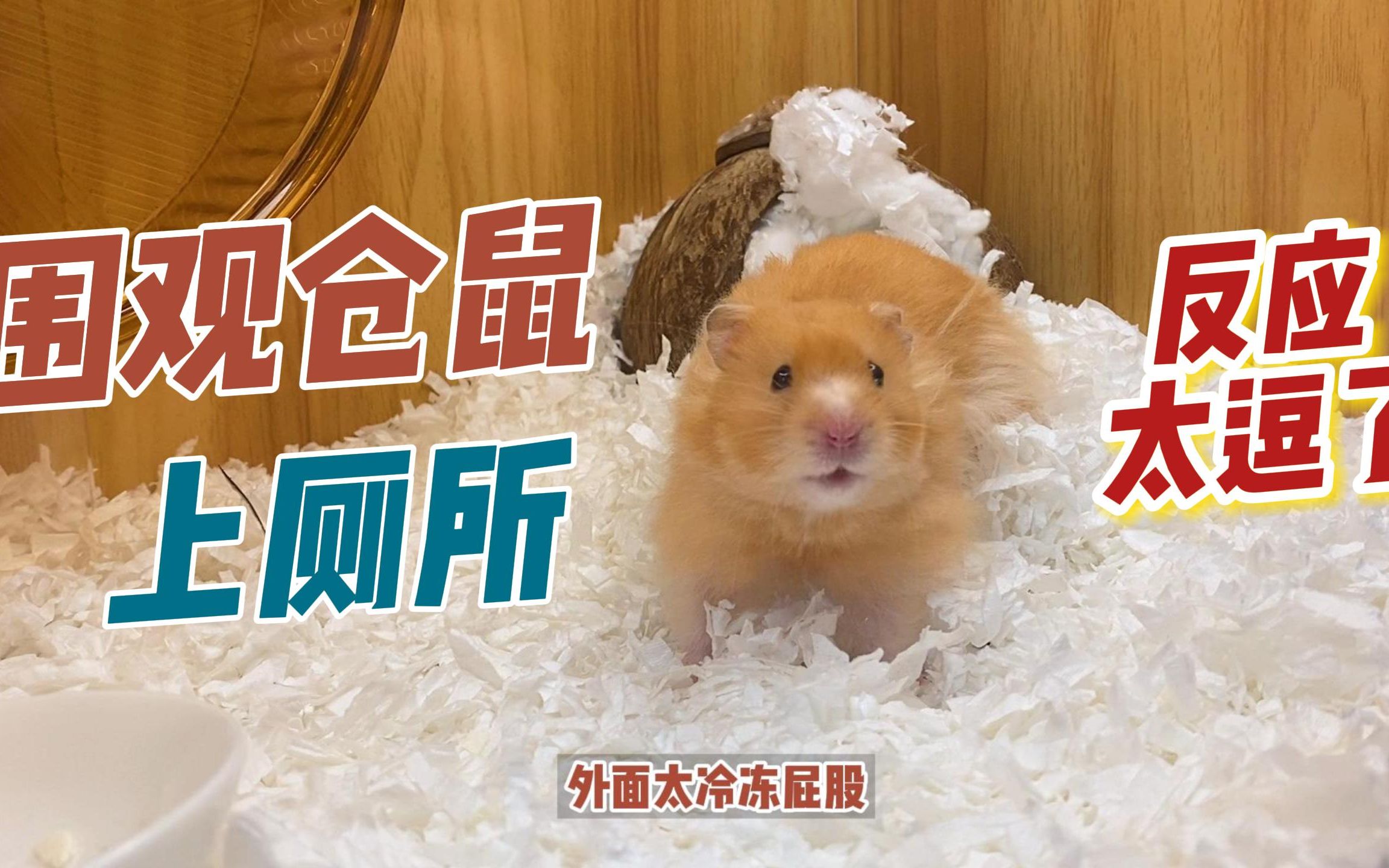 围观仓鼠上厕所,反应太逗了～